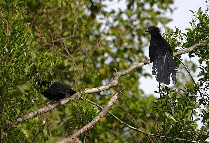 Tierra de cucos, cuclillos, críalos, turacos: Cucal de Biak (Centropus ...