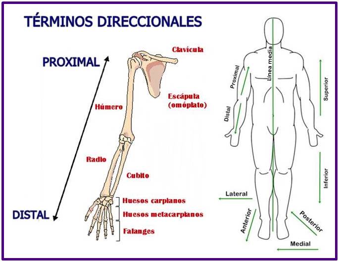Planos anatómicos y ejes corporales