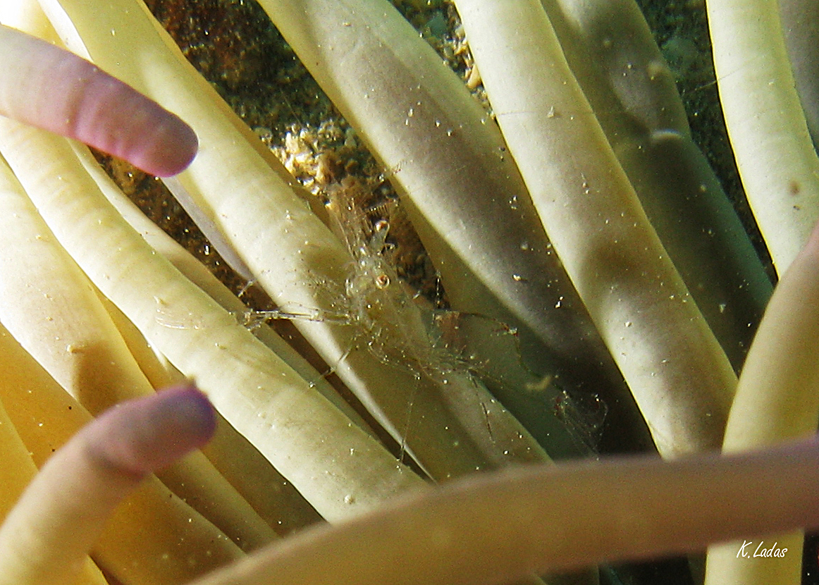 Kostas Ladas photography: Κατάδυση στο Καλαμάκι Βοιωτίας