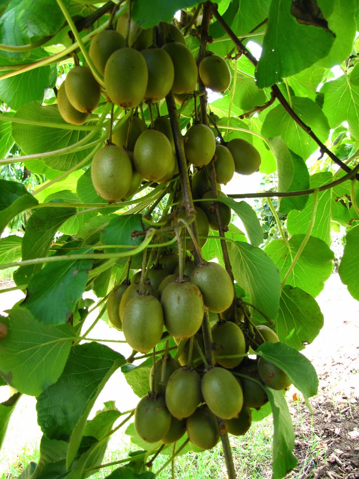 Daleys Fruit Tree Blog: Pollination of Fruit Trees