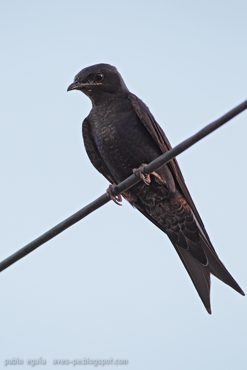 mis fotos de aves: Progne elegans Golondrina Negra Southern Martin