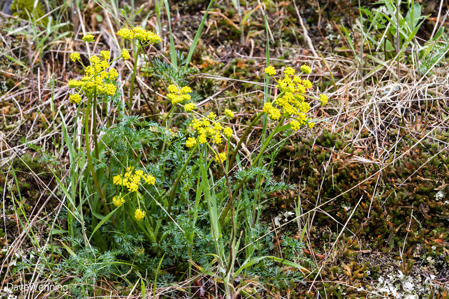 Pacific Rhododendrons...and Friends