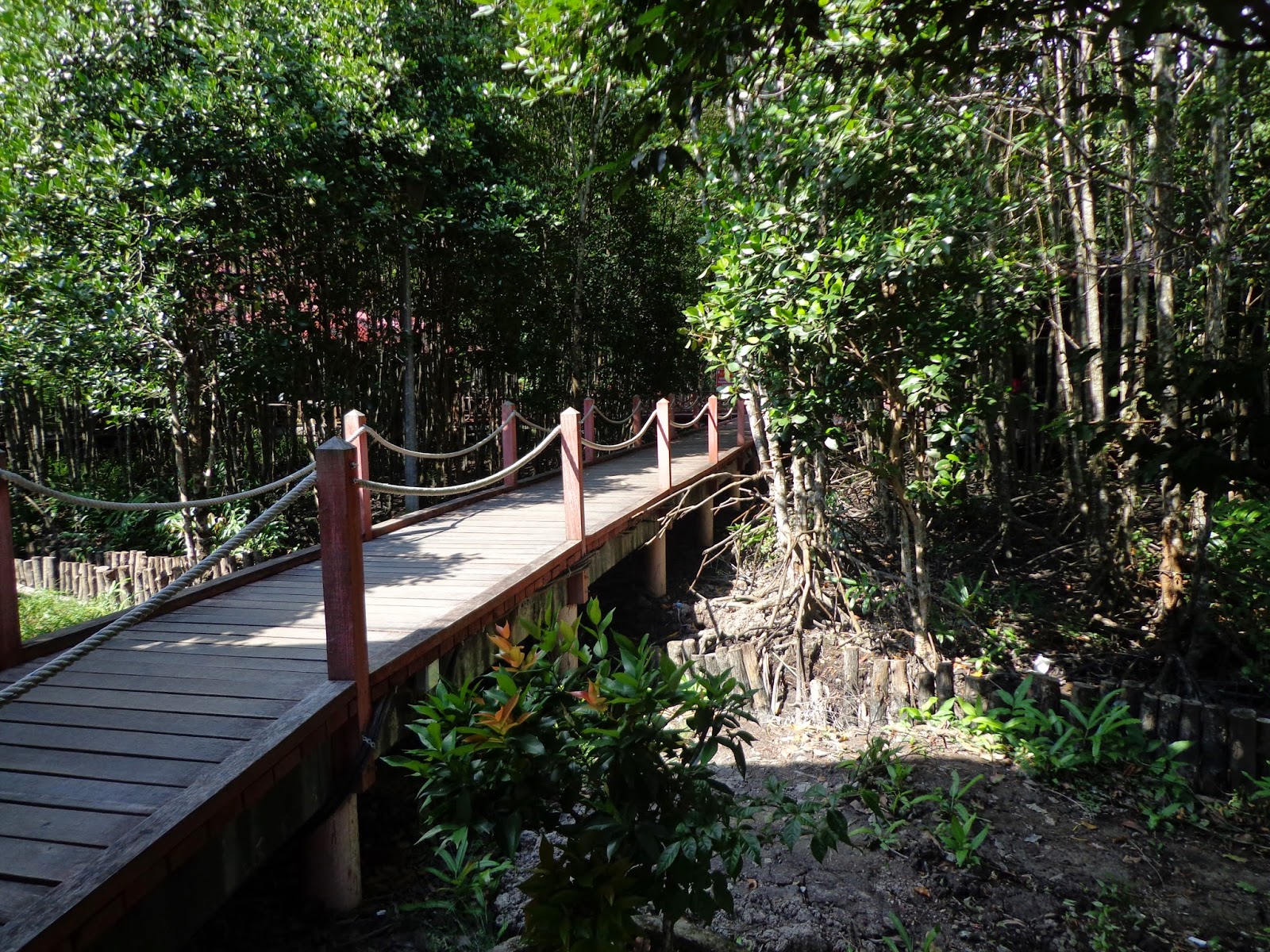 Matang Mangrove Forest, Kuala Sepetang, Perak | Solehah Shamsuddin