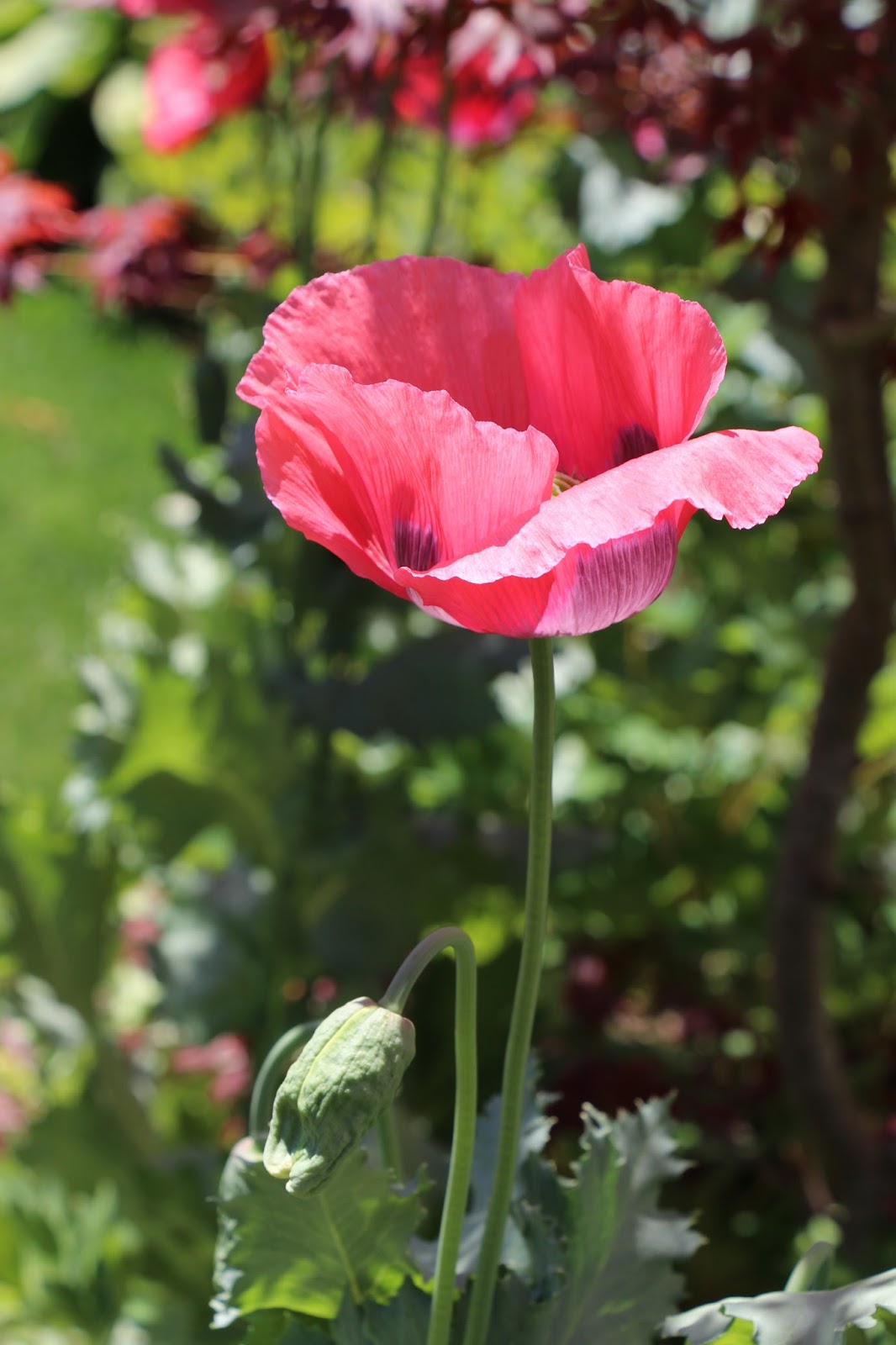 Fishtail Cottage Garden 6/15/15