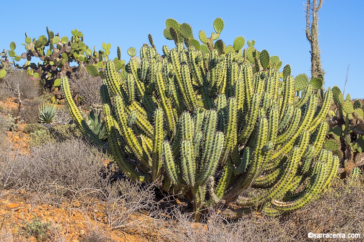 Flora de Baja California: DESIERTO