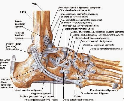 medial ankle ligaments: The medial ankle ligaments