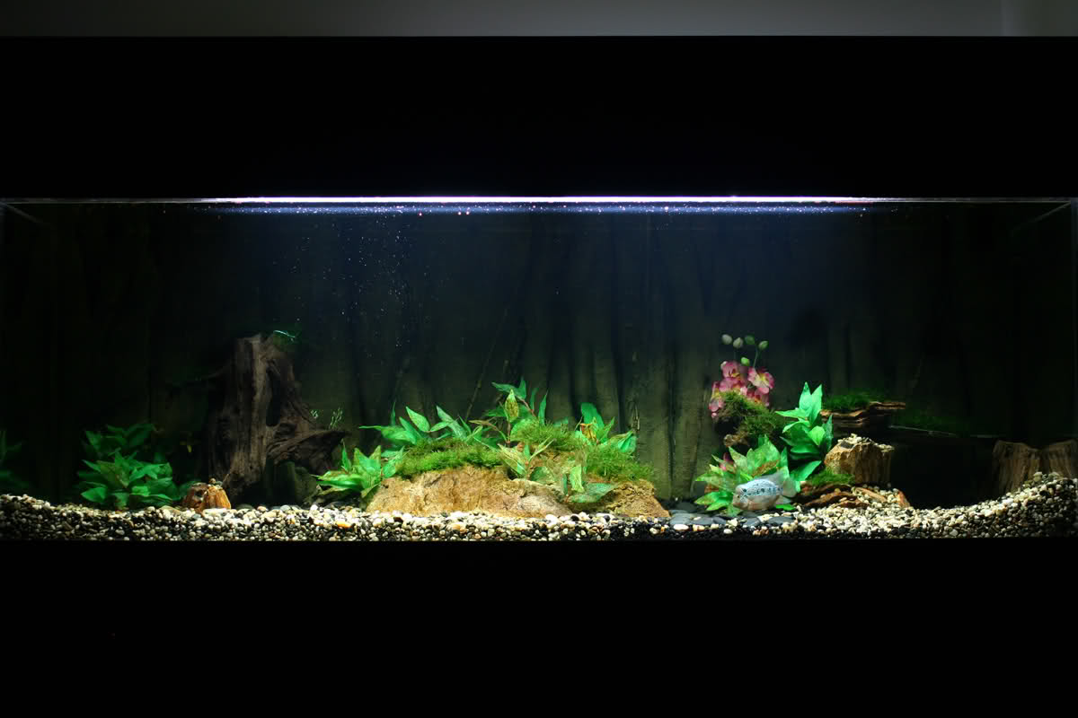 Ikan Louhan | Tips Peternakan, Budidaya, dan Pertanian