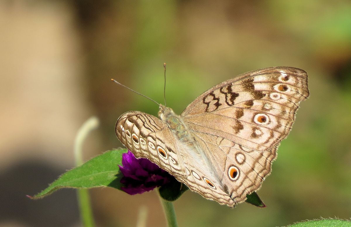The Natural Stone: Far East (via Dubai)
