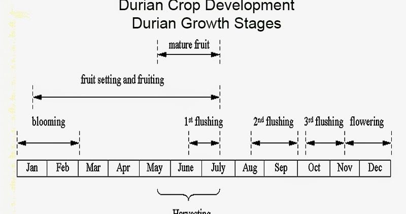 Durian Info: Fertlizers