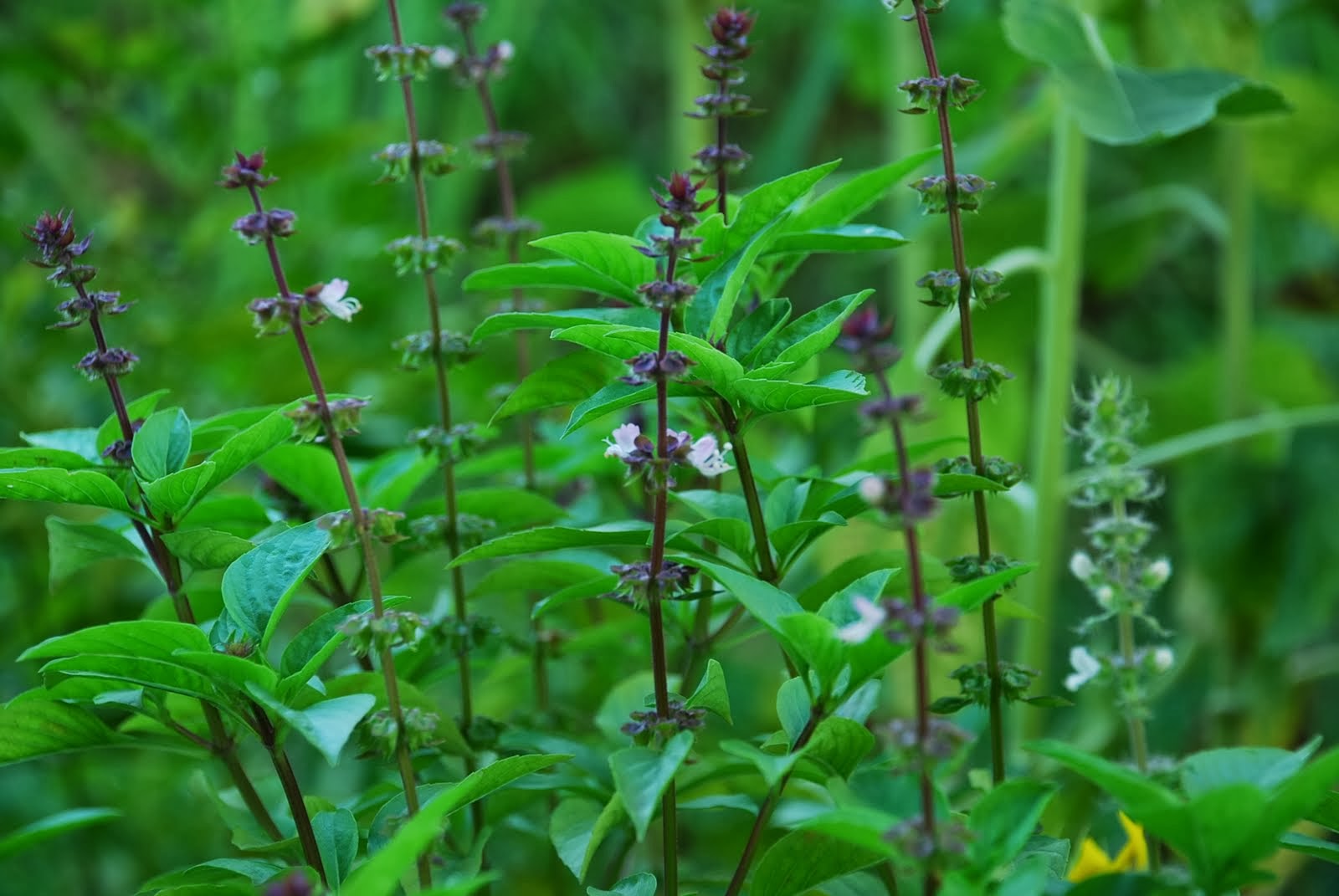 from my garden: Holy Basil -Purple stems kemangi/selasih ( Basil kampug ...