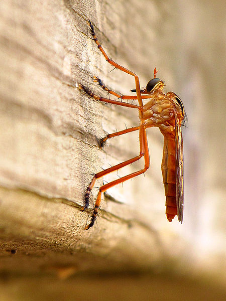 Real Monstrosities: A Massive Slab of Robber Fly