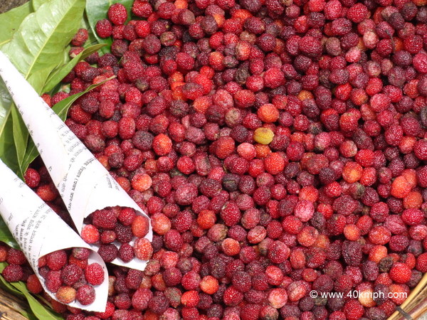 Taste of Nepal: Kaaphal or Kafal Fruit - काफल - (Bay-Berry)