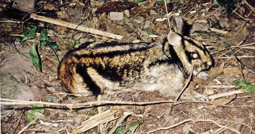 Species New to Science: [Mammalogy • 2000] Nesolagus timminsi ...