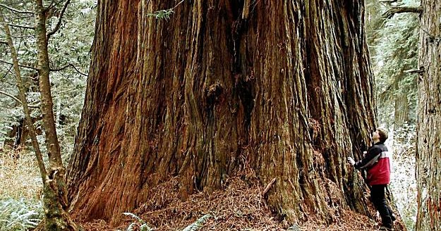 POHON RAKSASA DI PULAU MADURA ~ Ladang Belajar.,!