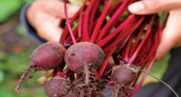 TERAPIE NATURALNE: BURAK - WŁAŚCIWOŚCI