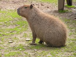 Capybara Animals | Amazing Facts & Latest Pictures | All Wildlife ...