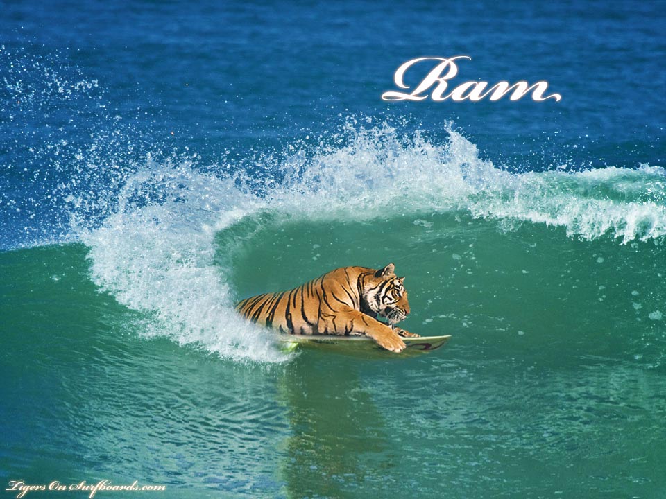 Tigers on Surfboards