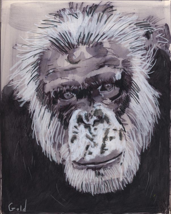 NATHANIEL GOLD: Chimp Sketch of The Week #18
