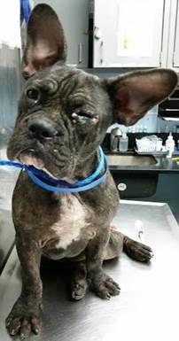 VCA Hollywood Animal Hospital: Canine Viral Papillomas!!