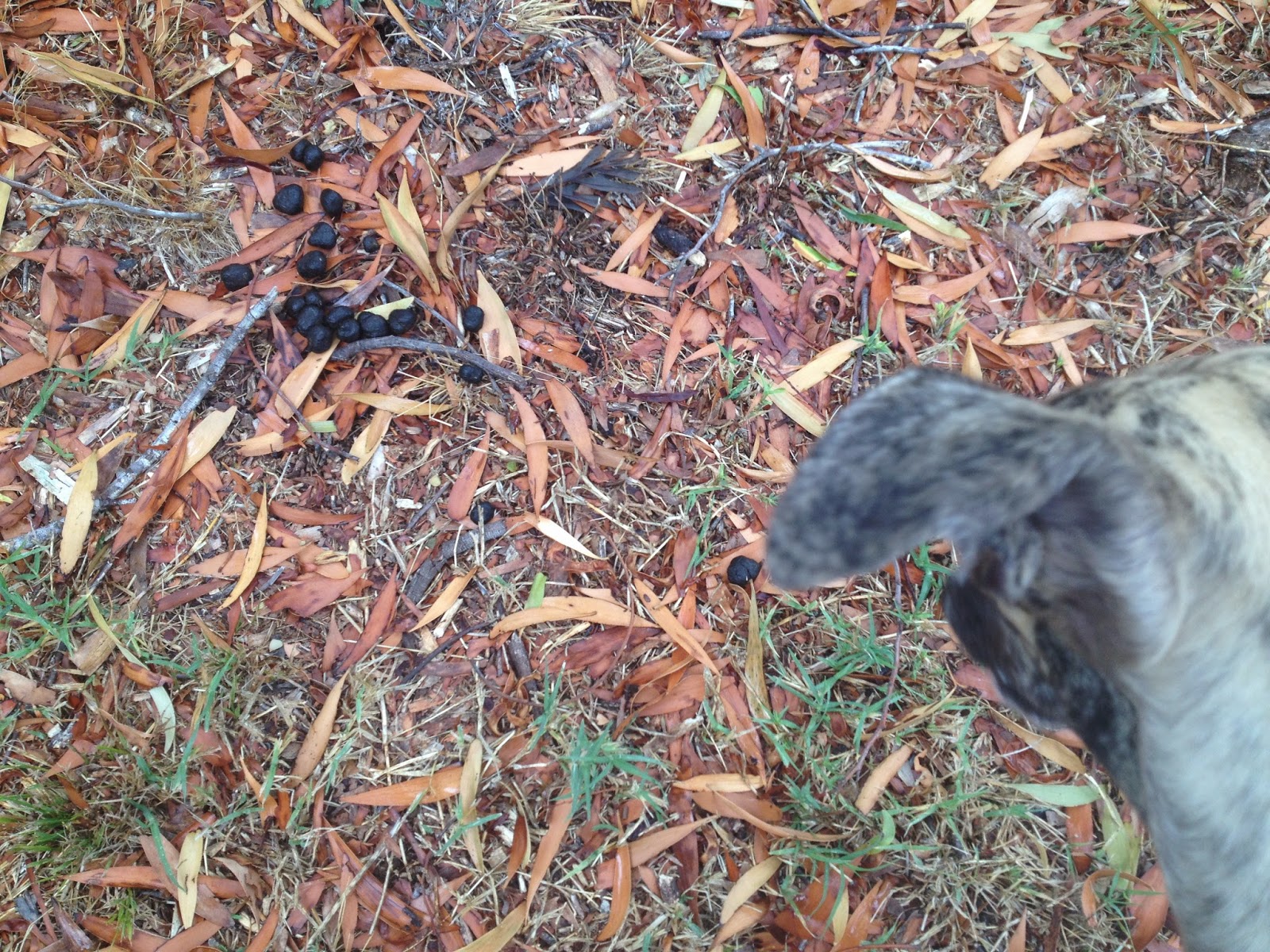 Charlie Downunder in Oz!: Road trip take 2.