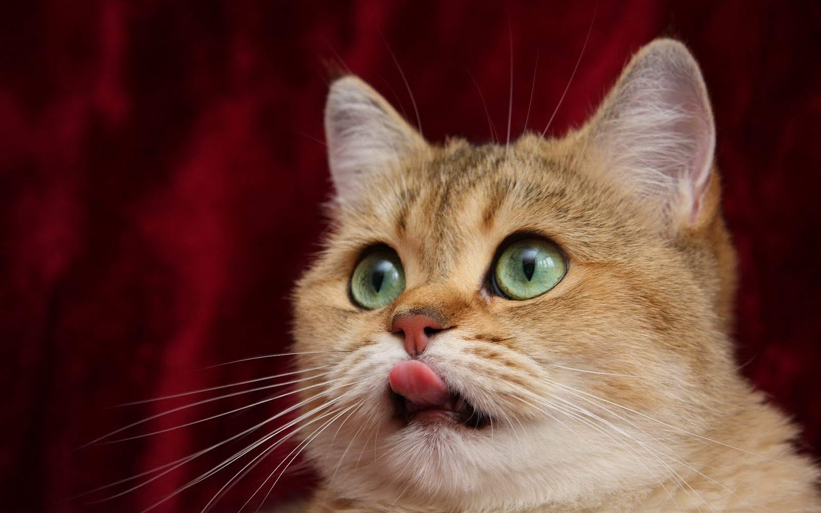 Animal Wallpapers: Innocent Kitty