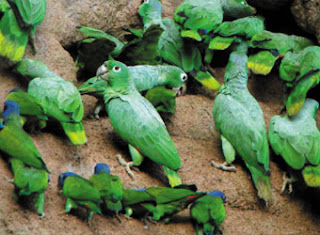 Amazon Jangle Photos ~ PHOTOS GALLERY