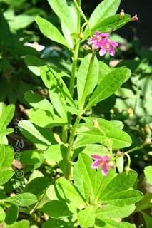 Naturalist's World - Dr Abe V Rotor : Papait - Most Bitter Vegetable ...
