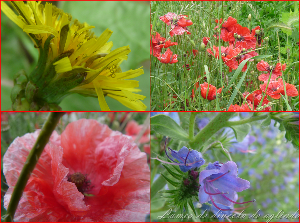 Lumea de dincolo de oglinda: Maci si flori de camp....