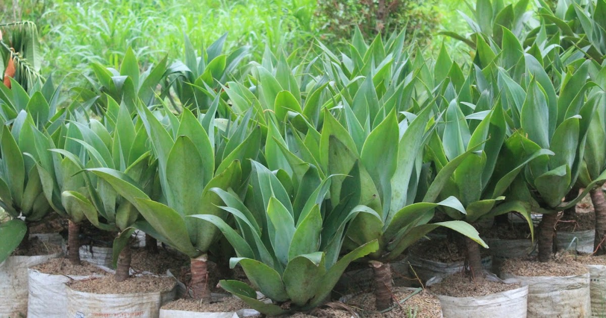 15+ Tanaman Hias Bunga Agave