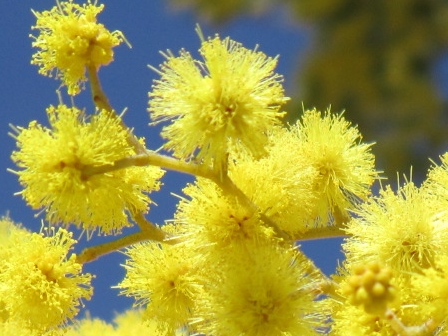 The World´s Tree Species: Silver wattle: Spring Blossom Series