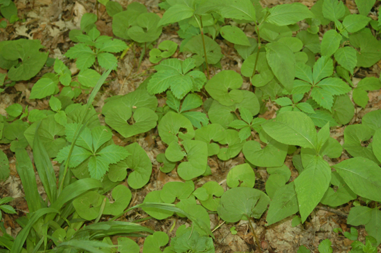 Michigan Wildflowers 2012: May 14: Wild Ginger and English Daisy
