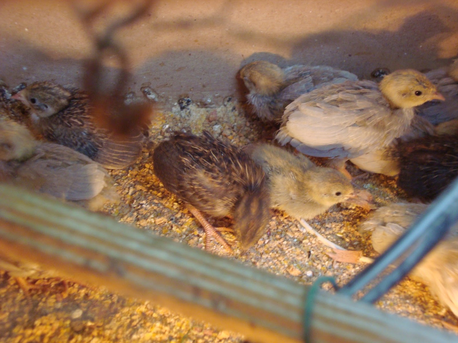 codorna chinesa: Codorna Chinesa Blue Face , Cinnamon (Canela) , Silver ...