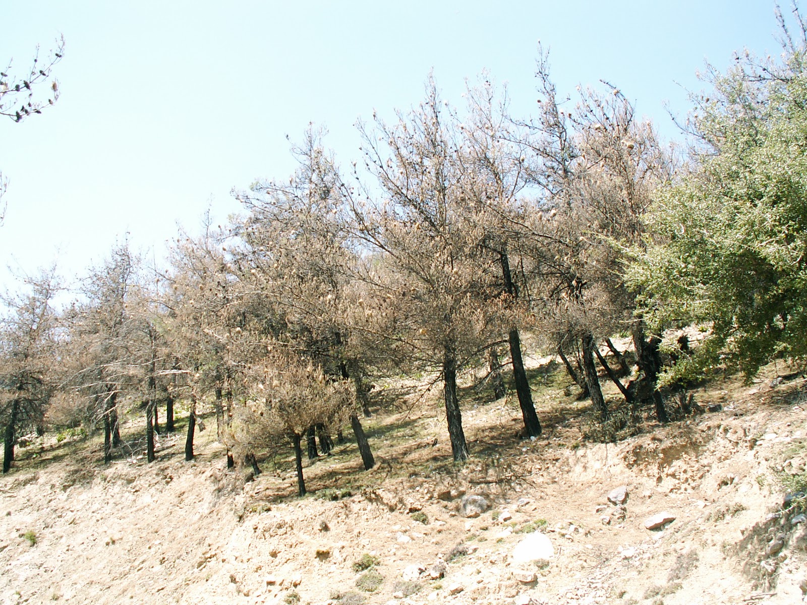 Steve's Nature Blog: Pine Die-back in Crete, Greece