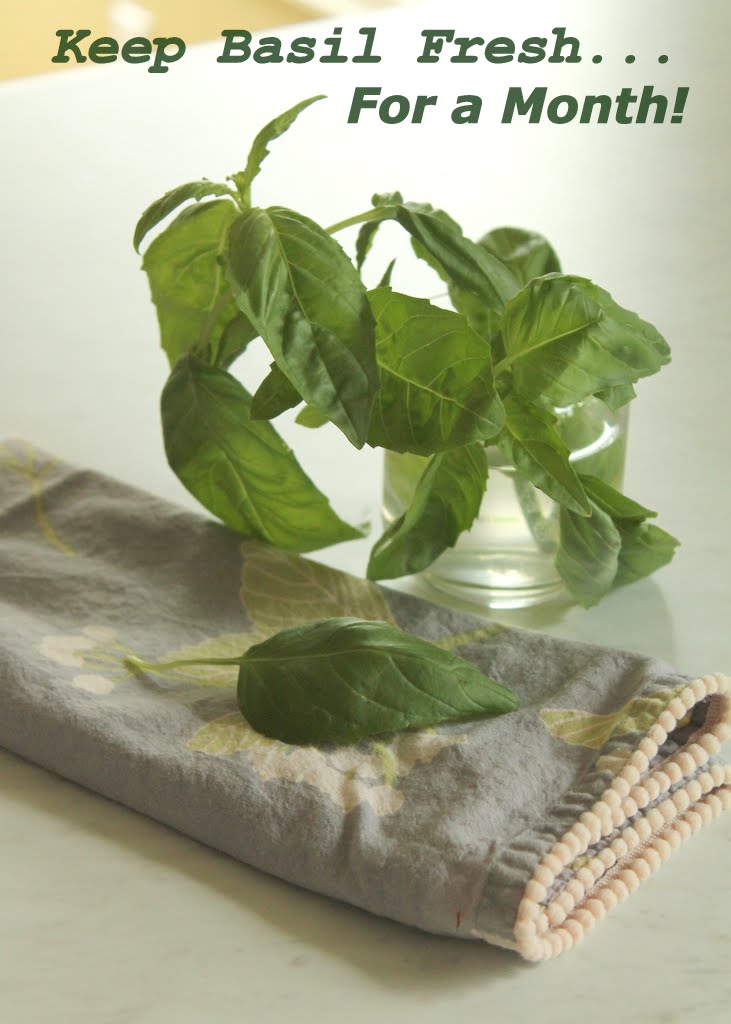 Rindy Mae: How To Store Fresh Basil...For A Month