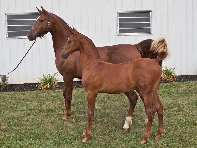 Cavalos Exóticos / Exotic Horses: American Saddlebred
