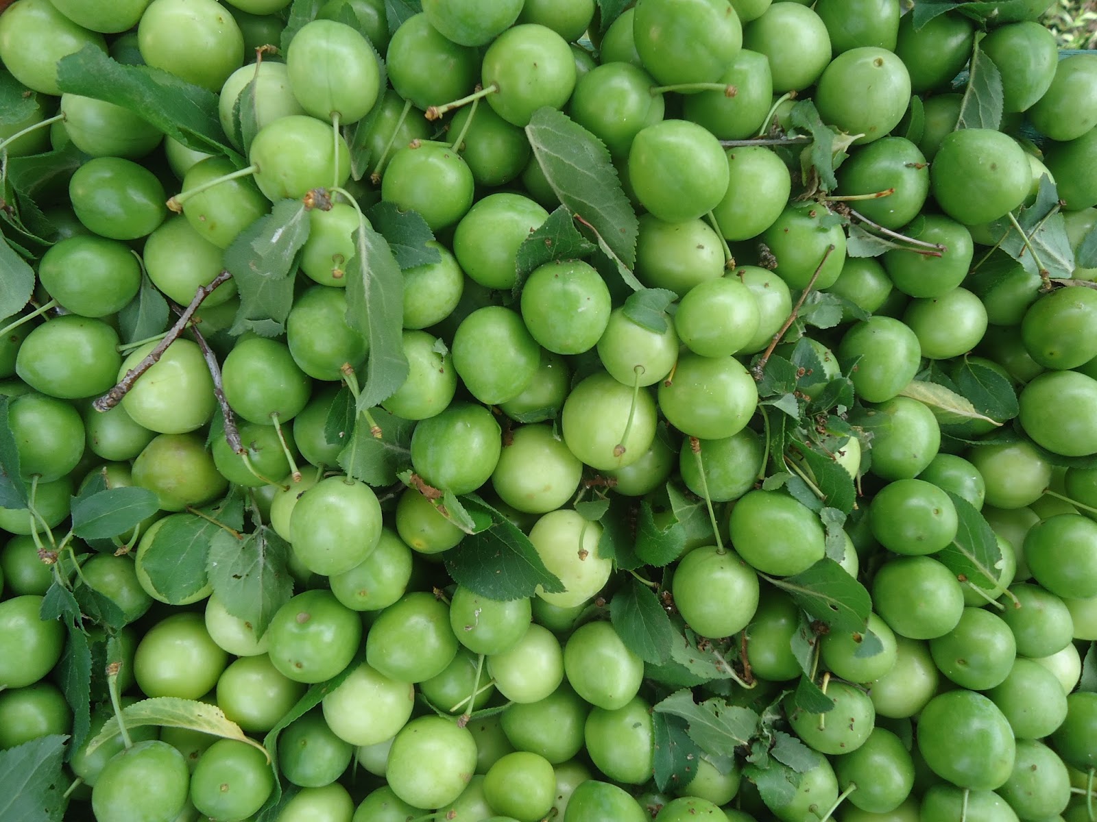 Arta gatitului: Pasta de corcoduse la congelator si in borcane