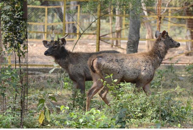 Tamilnadu Tourism: Amirthi Forest & Zoological Park, Vellore