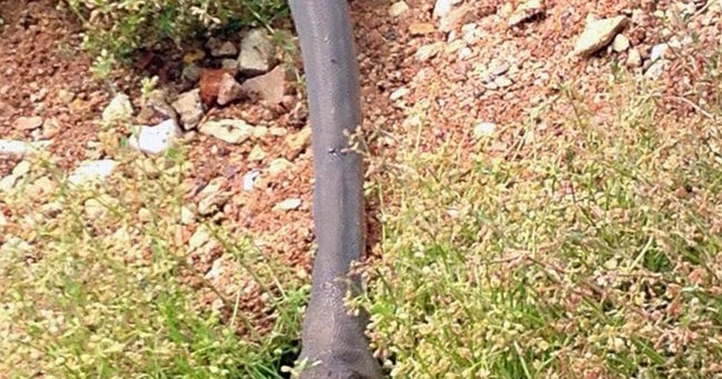 INCREDIBLE DUNIYAA: 10 Feet Python eats crocodile after five-hour ...