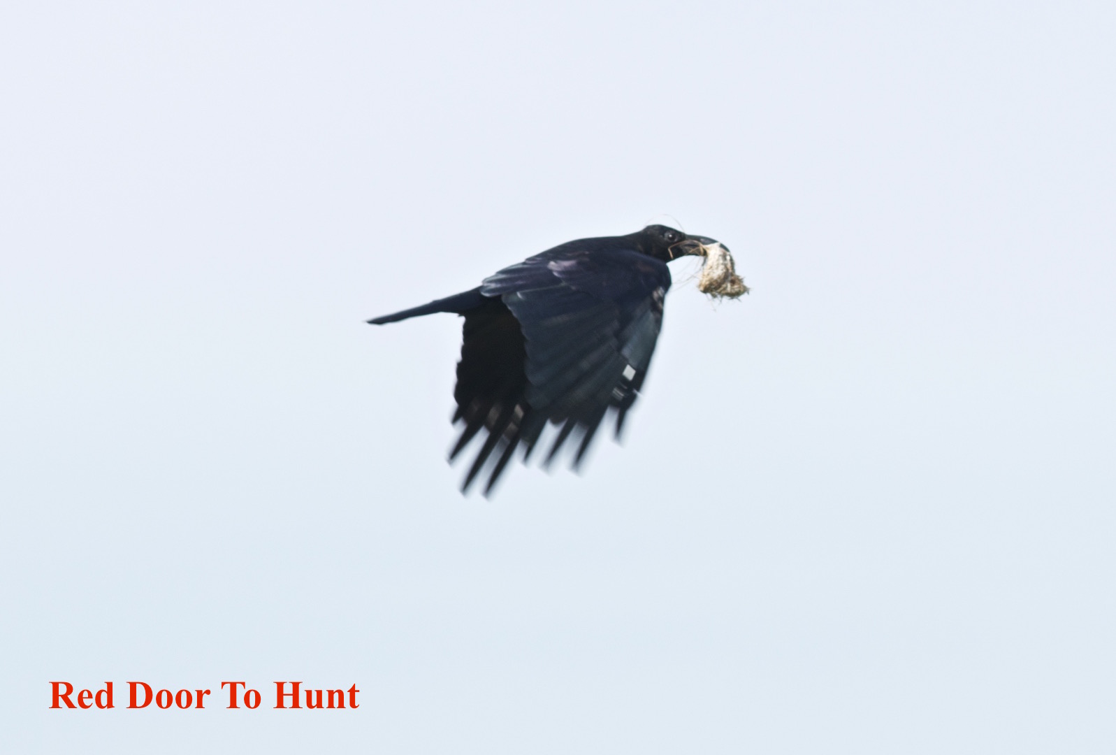 RED Door To Hunt: Ancaman Yang Diterima Oleh Burung Tukang Ekor-besar ...