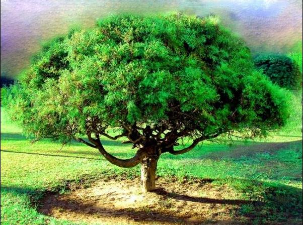 Mandala dos Orixás: JUREMA-PRETA