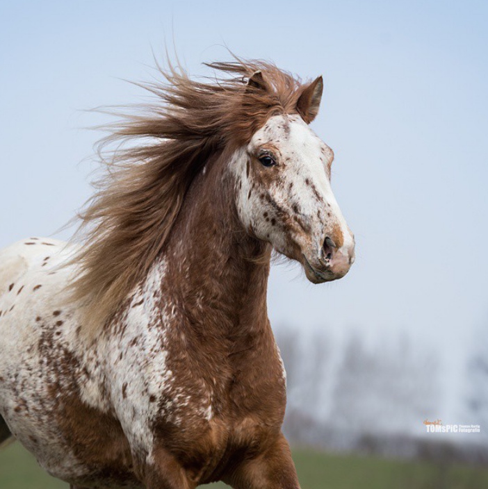 Tacchi a Cavallo: The Knabstrupper horse at Fieracavalli Verona 2015
