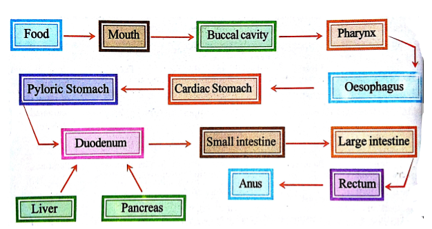 webstudycircle: Digestive System