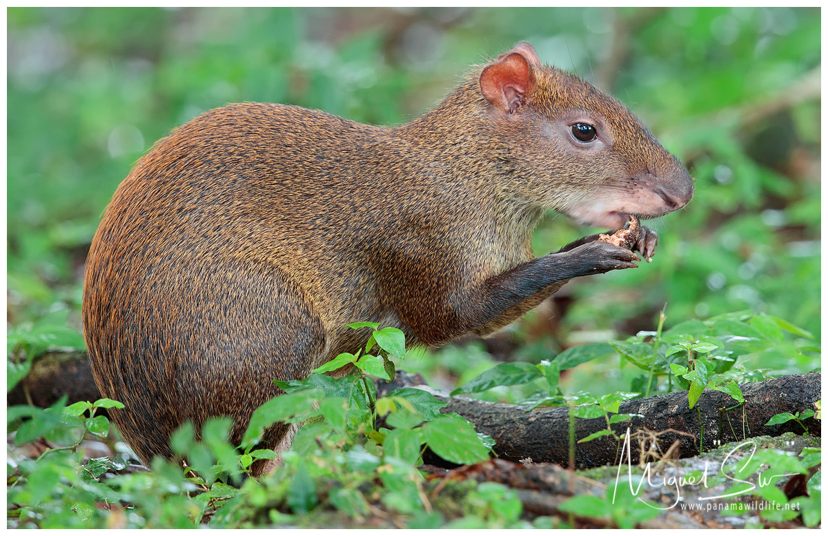 Featured Species: Central American Agouti (Dasyprocta punctata)