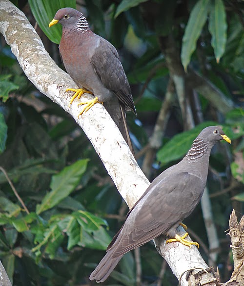 World of Pigeons and Doves: Comoro Olive pigeon