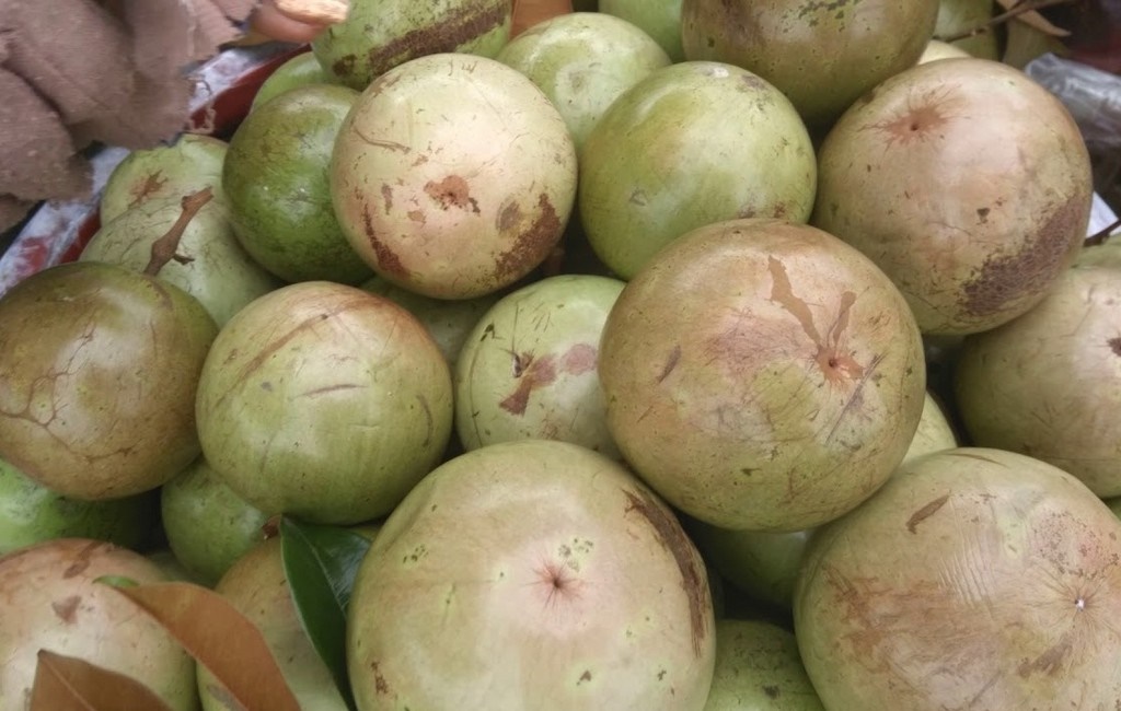 Tới tấp đặt mua vú sữa Lò Rèn cuối vụ - Trái cây Dũng mập