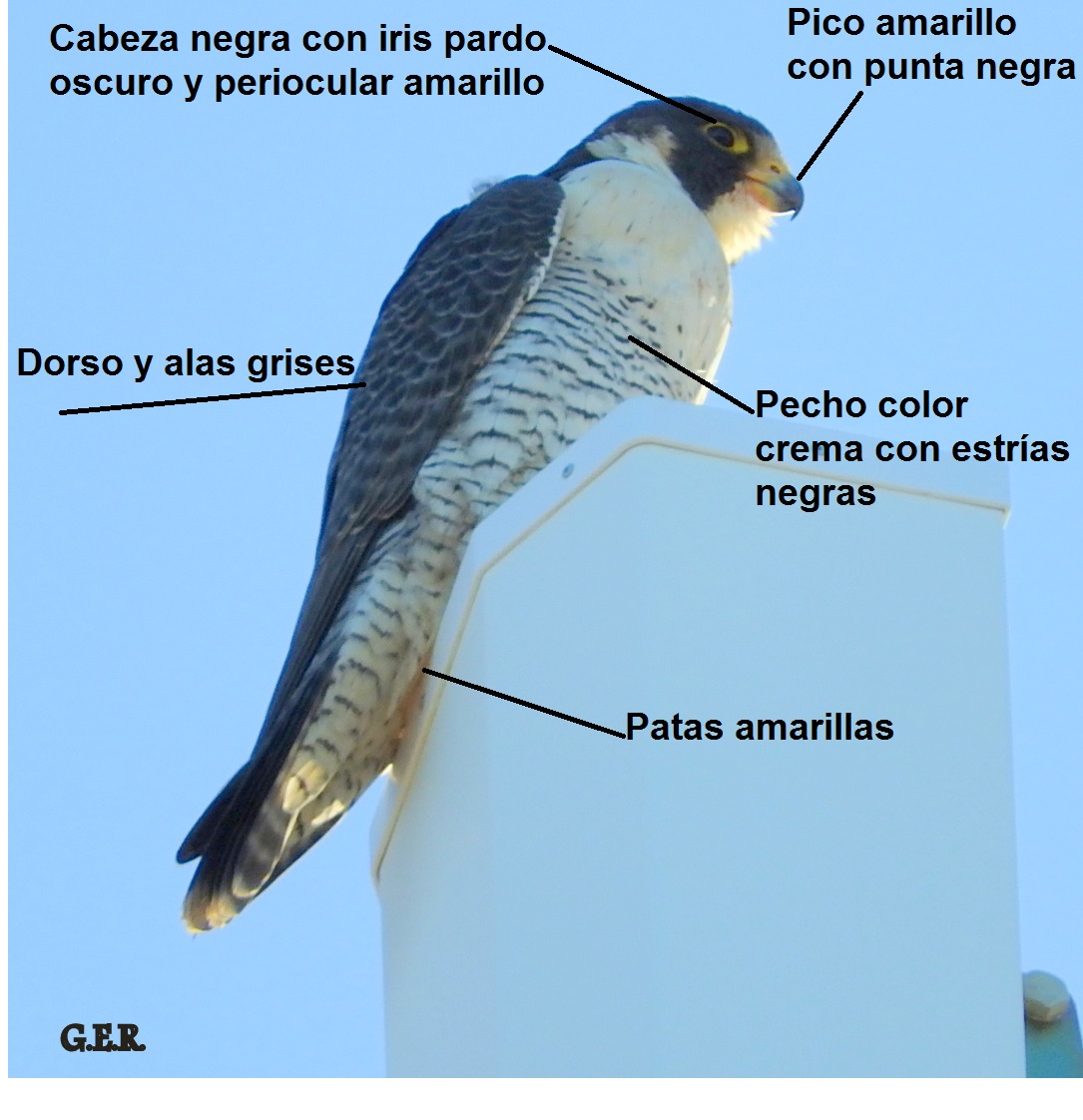 Aves del Golfo San Jorge: Halcón peregrino (Falco peregrinus)