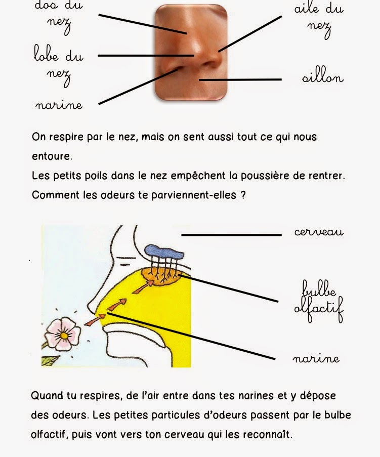 Apprenons ensemble: BIOLOGIE_les cinq sens