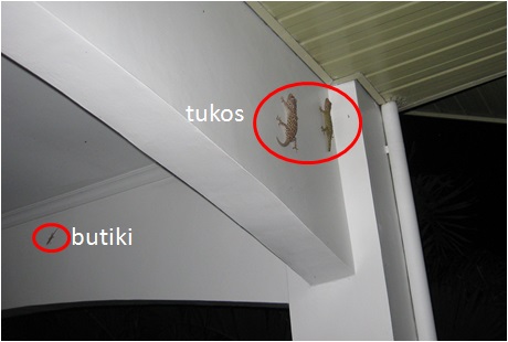 PHILIPPINE DESTINY: Butiki And Tuko Lizards Of The Philippines