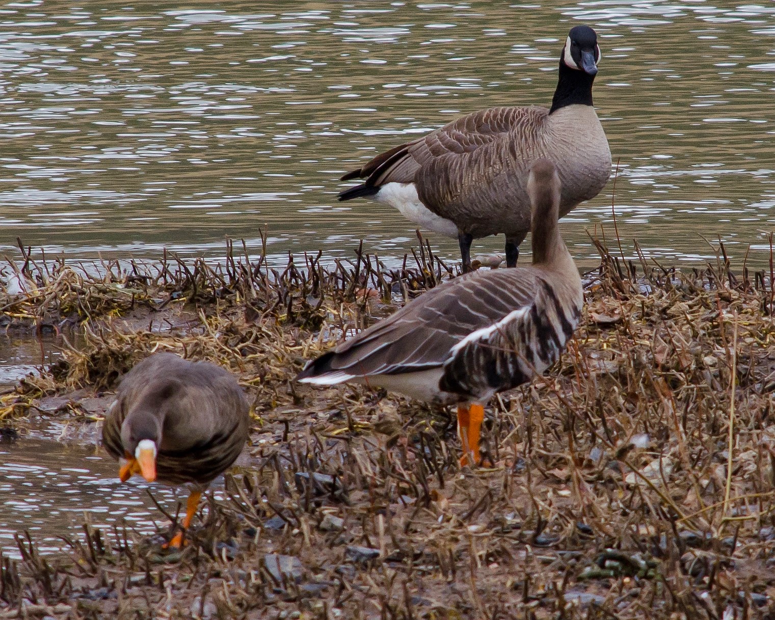 On the Subject of Nature: Two Rare Geese on the Hocking!