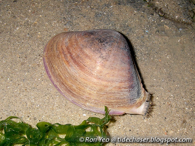 tHE tiDE cHAsER: Heterodont Bivalves (Phylum Mollusca: Subclass ...
